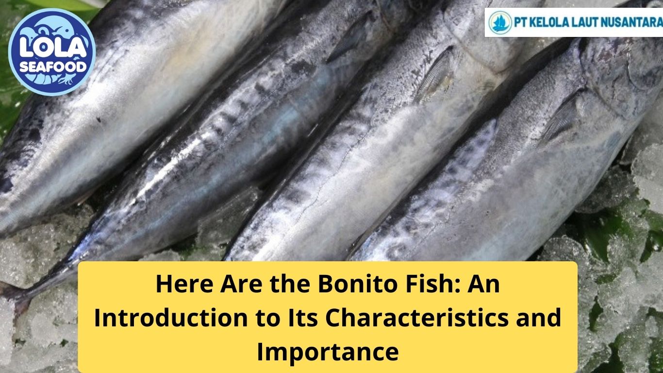 Here Are the Bonito Fish: An Introduction to Its Characteristics and ...