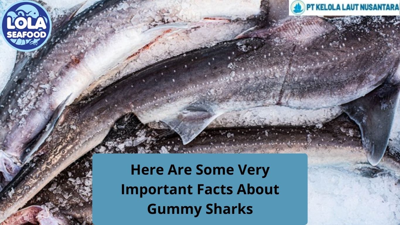 Here Are Some Very Important Facts About Gummy Sharks