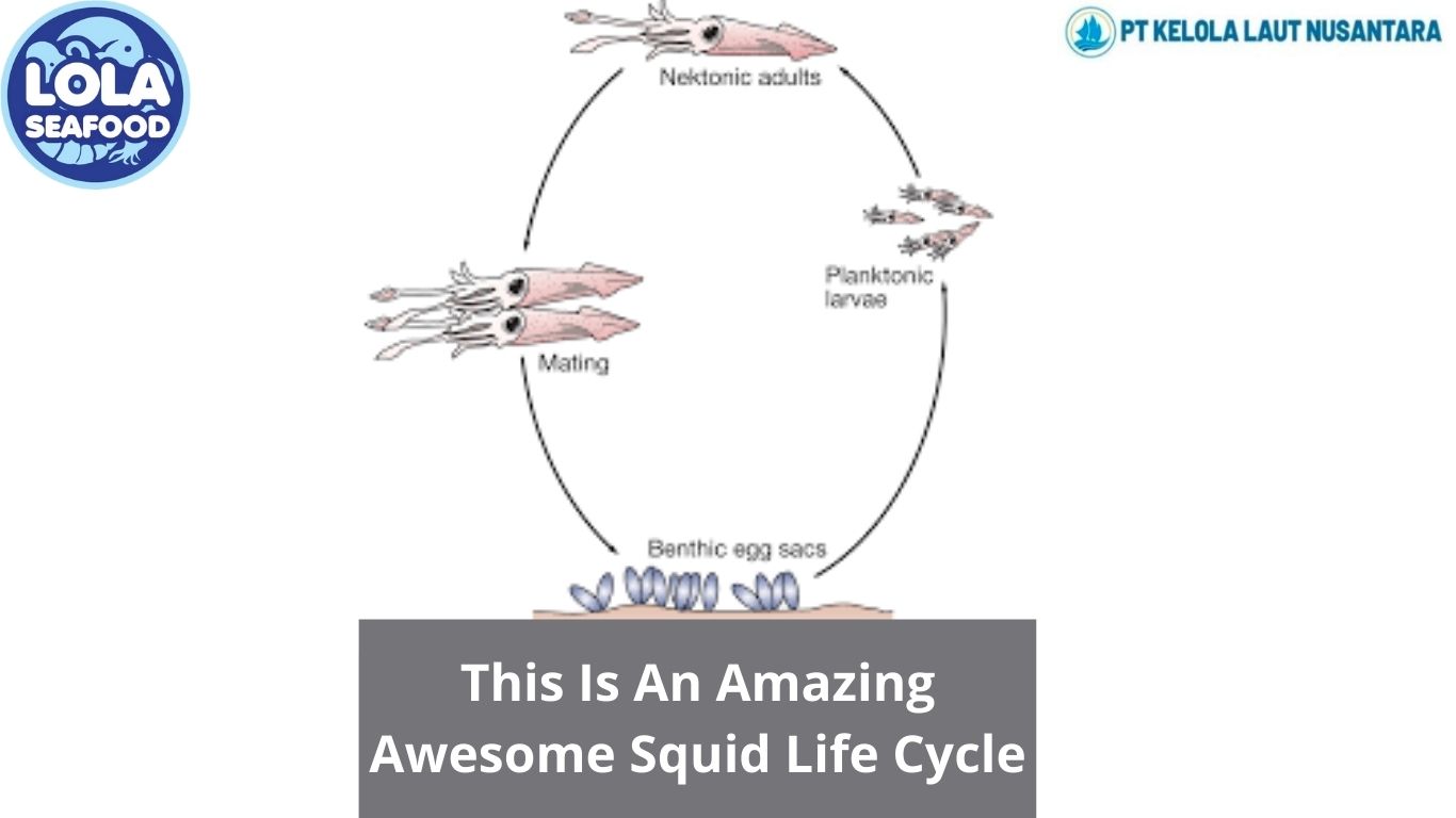 This Is An Amazing Awesome Squid Life Cycle