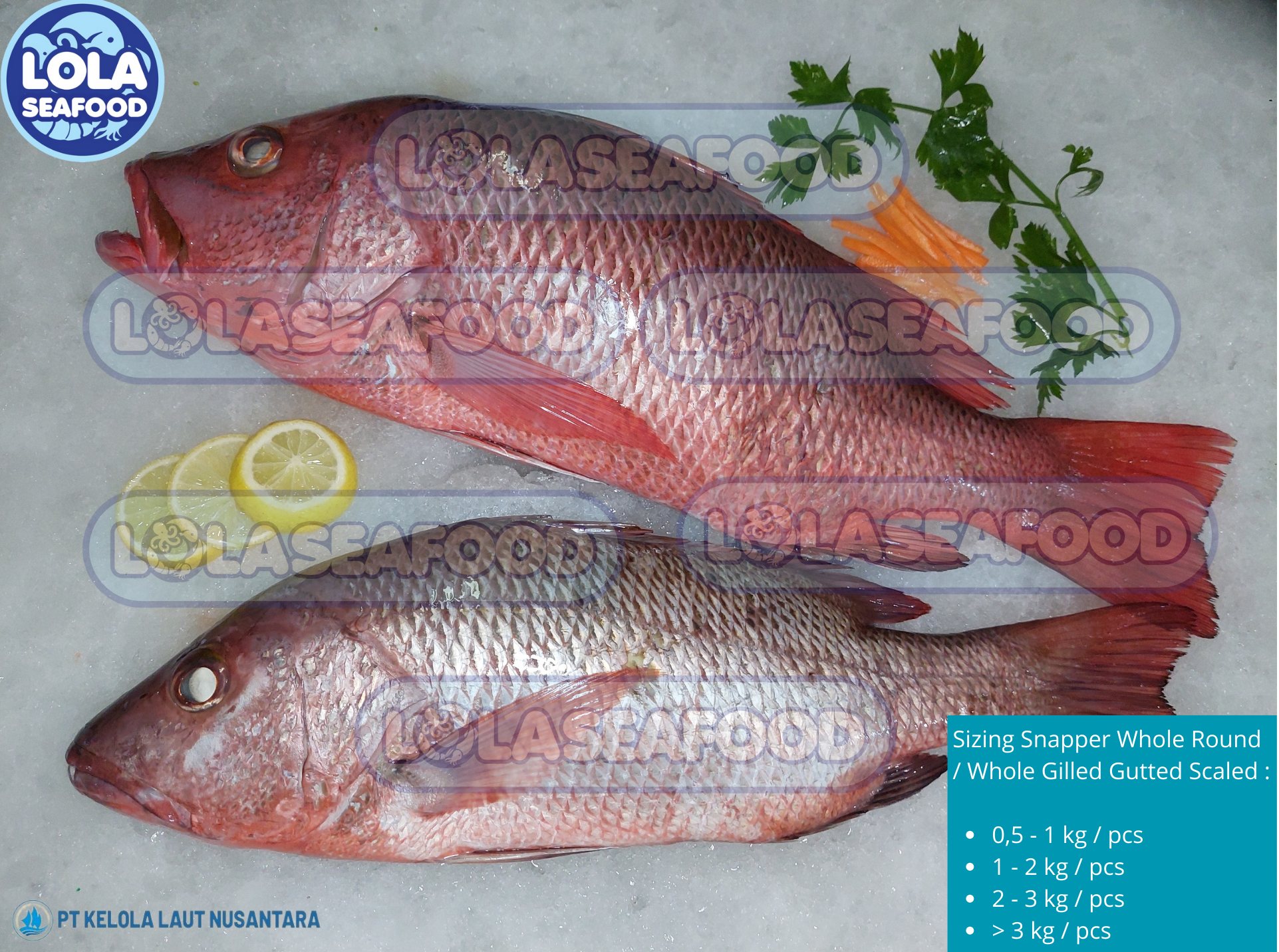 Snapper Mangrove Jack Whole Round / Whole Gilled Gutted Scaled