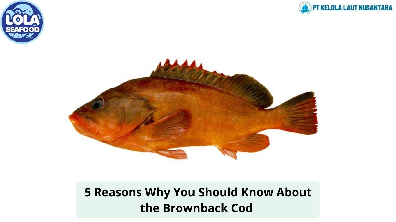 5 Reasons Why You Should Know About the Brownback Cod