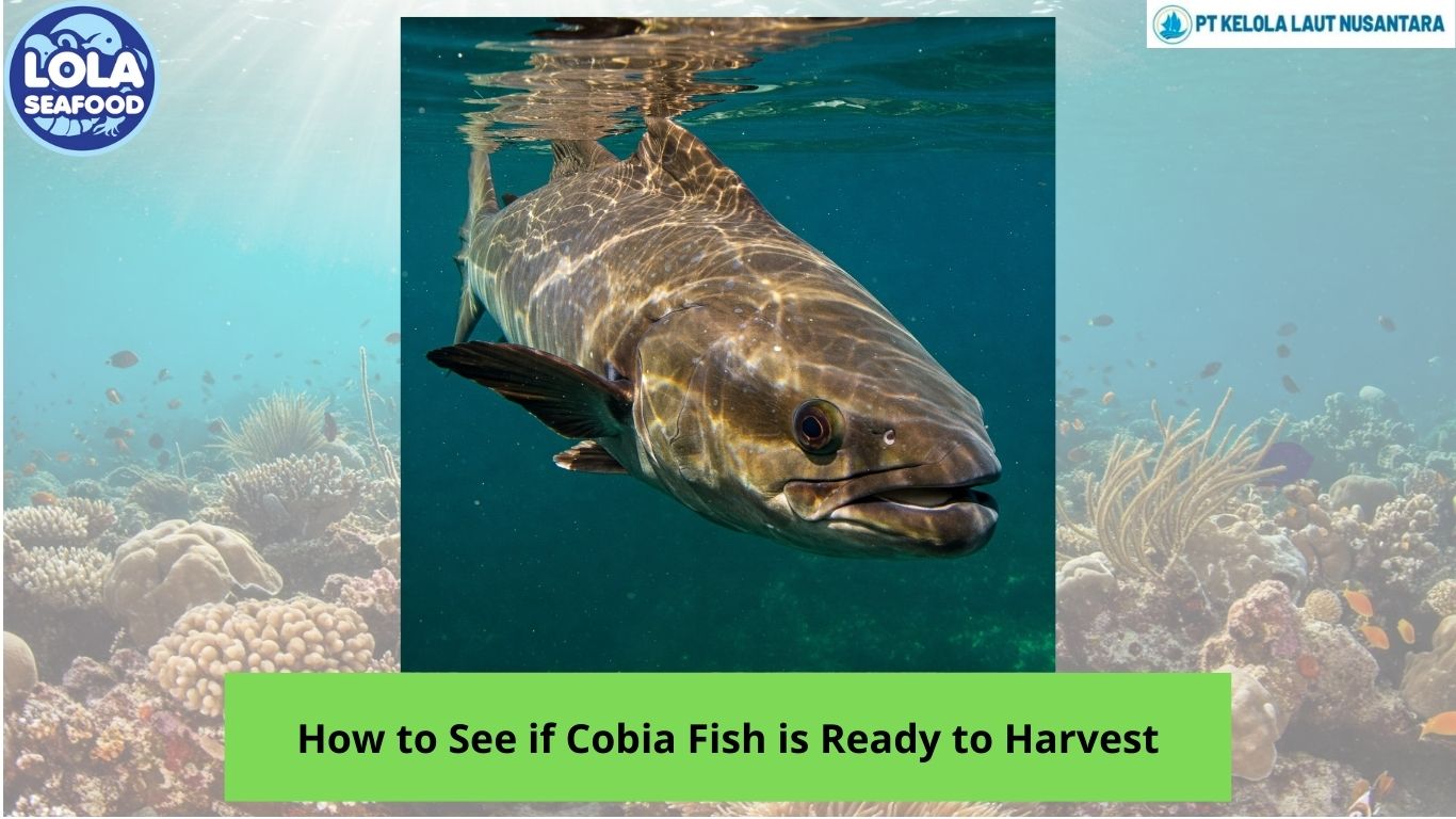 6 Things You Should Know About Barramundi: The Iconic Fish of the Indo ...